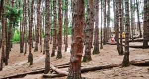 Pine Tree Forests Ooty (Entry Fee, Timings, Best time to visit, Images ...