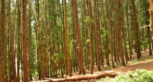 Pine Tree Forests Ooty (Entry Fee, Timings, Best time to visit, Images ...