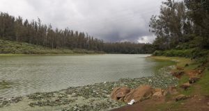 Pine Tree Forests Ooty (Entry Fee, Timings, Best time to visit, Images ...