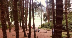 Pine Tree Forests Ooty (Entry Fee, Timings, Best time to visit, Images ...