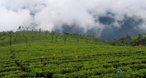 Coonoor Tea Estate (Entry Fee, Timings, Best time to visit, Images ...