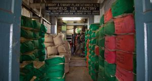 Highfield Tea Factory Coonoor (Entry Fee, Timings, Images & Location)