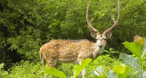 Mukurthi National Park, Entry Fee, Timings, Entry Ticket Cost, Price ...